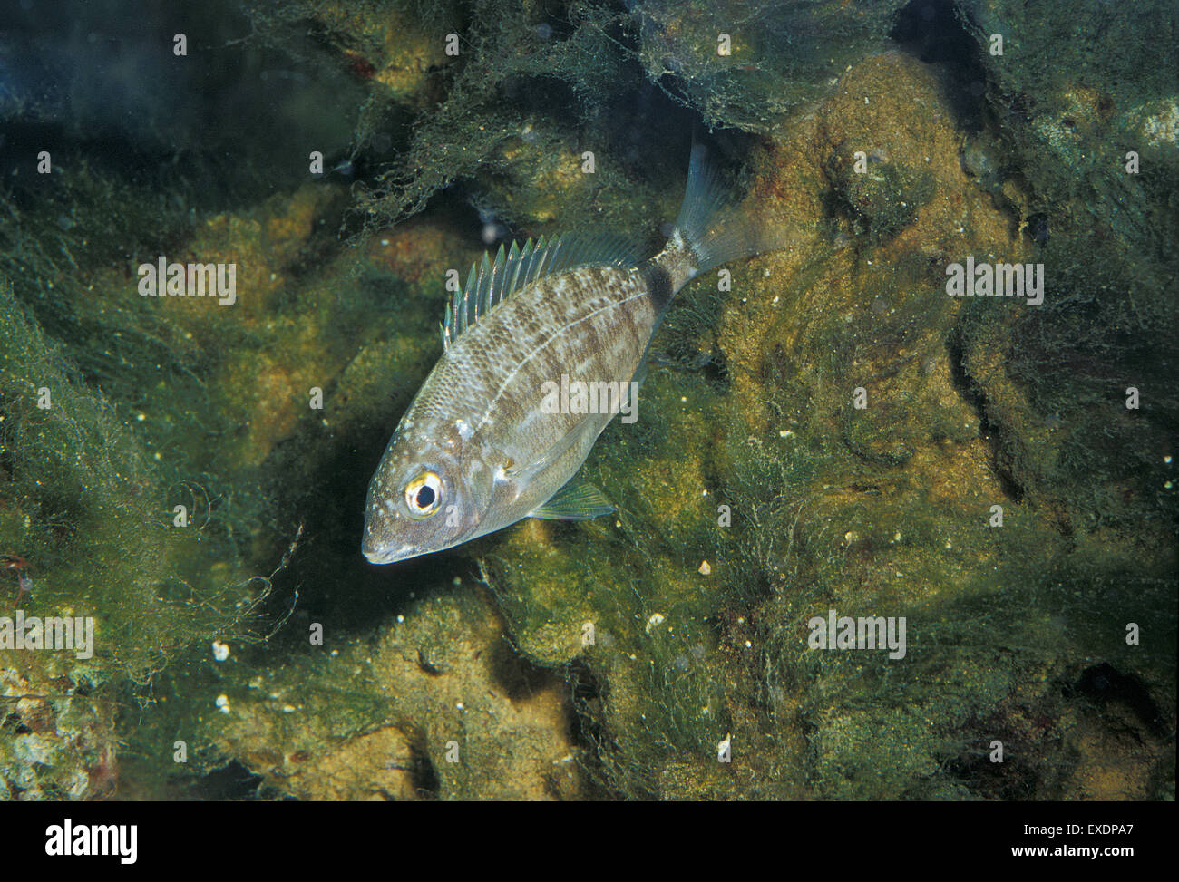 White seabream Diplodus sargus sargus, Sparidae Mediterranean Sea Stock ...