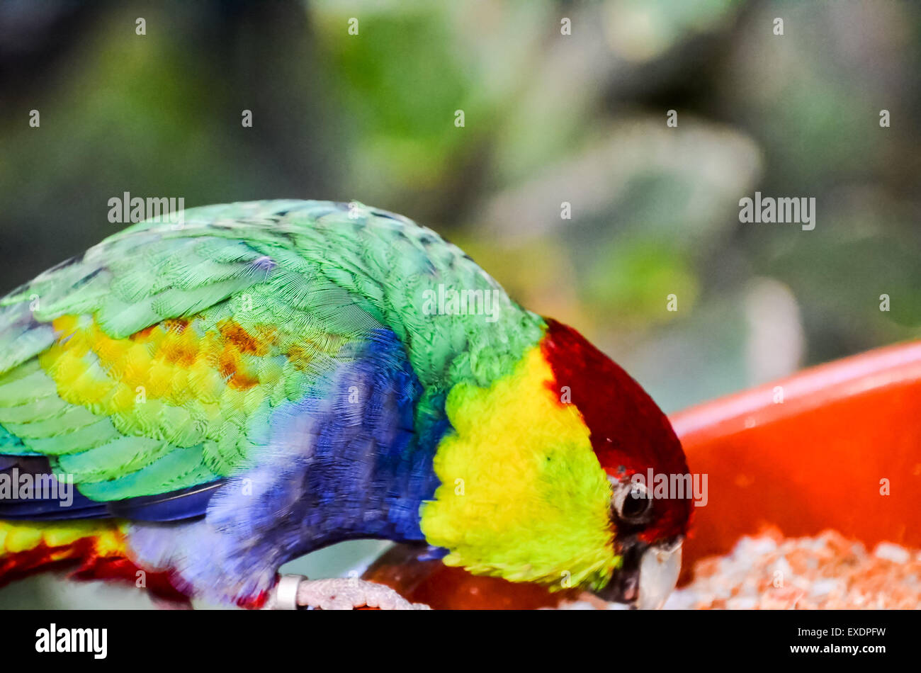 Parrot Tropical Bird Stock Photo - Alamy