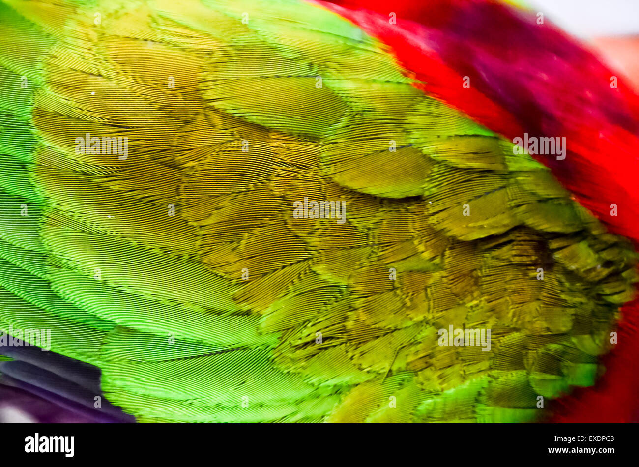 Parrot Tropical Bird Stock Photo - Alamy
