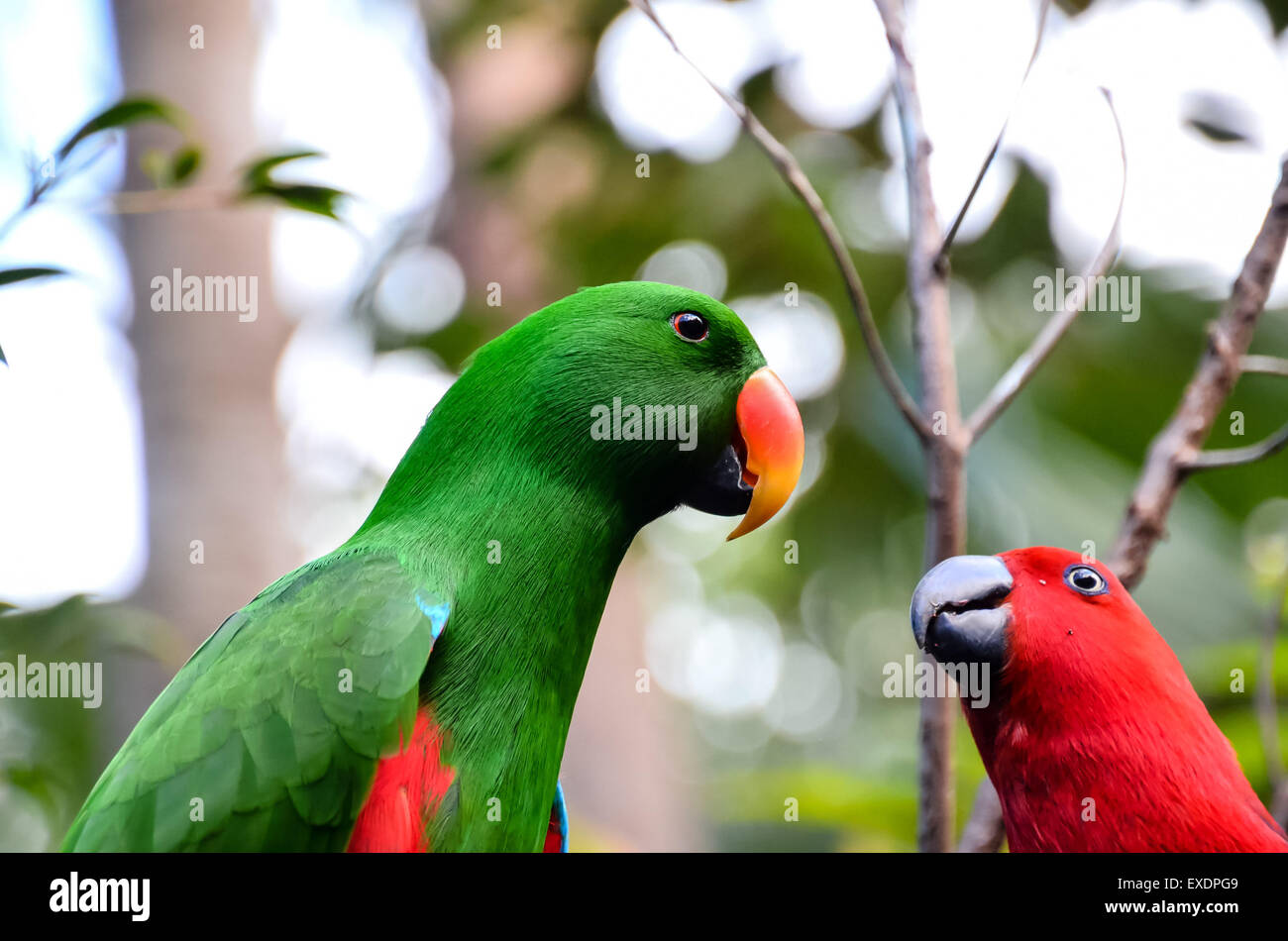 Parrot Tropical Bird Stock Photo - Alamy