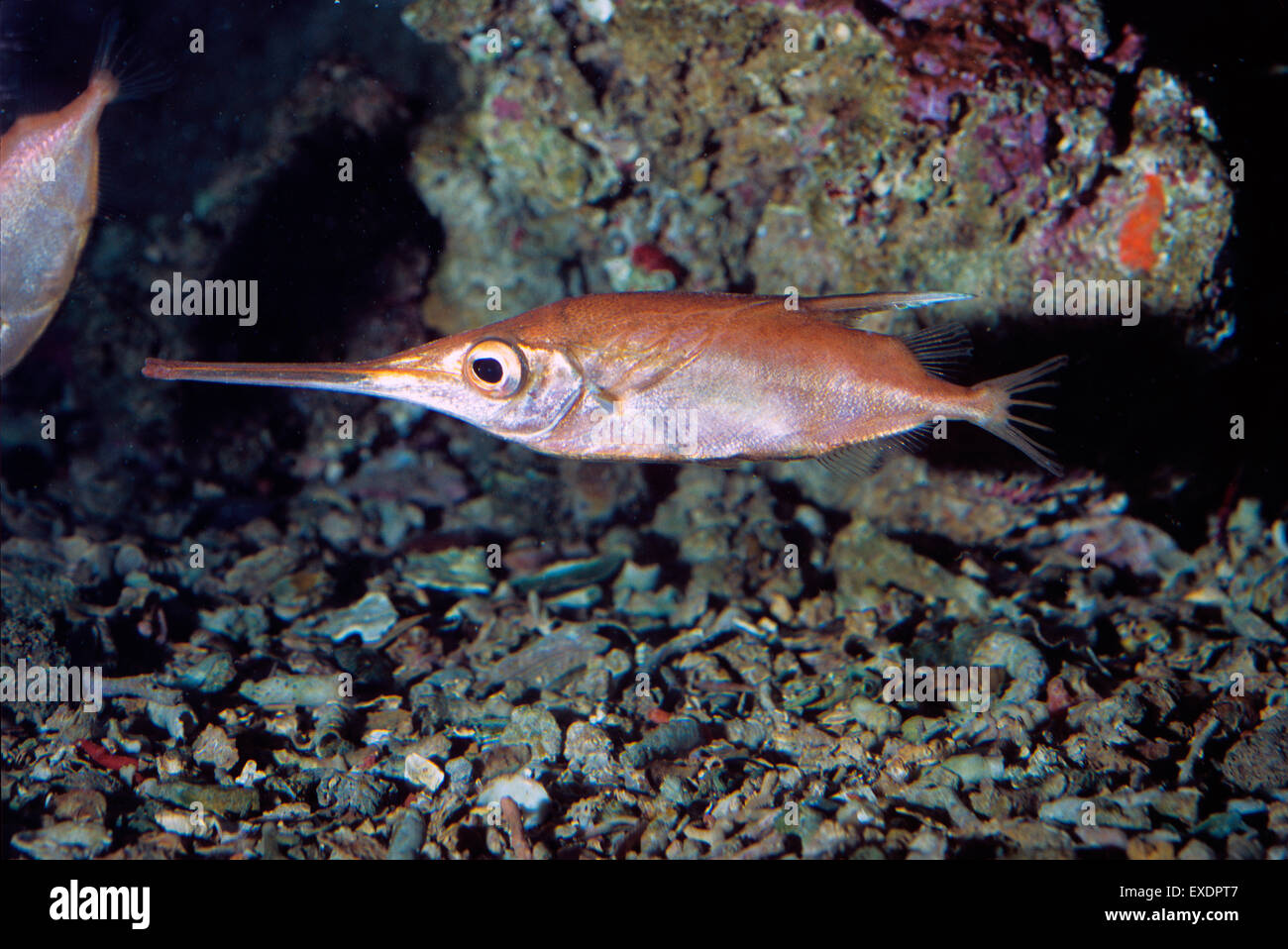 Longspine snipefish, Macrorhamphosus scolopax, Centriscidae ...