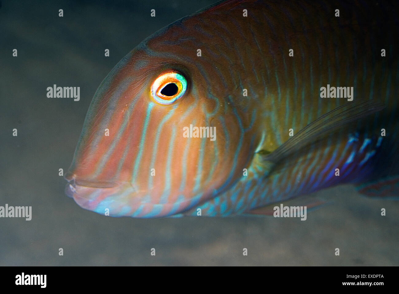 Pearly razorfish, Xyrichtys novacula, Labridae, Mediterranean Sea Stock ...