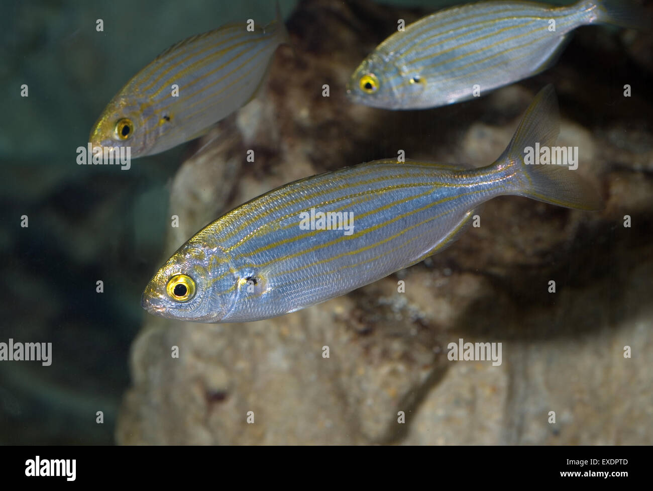 Sparidae mediterranean sea roberto nistri fish fishes horizontal hi-res ...