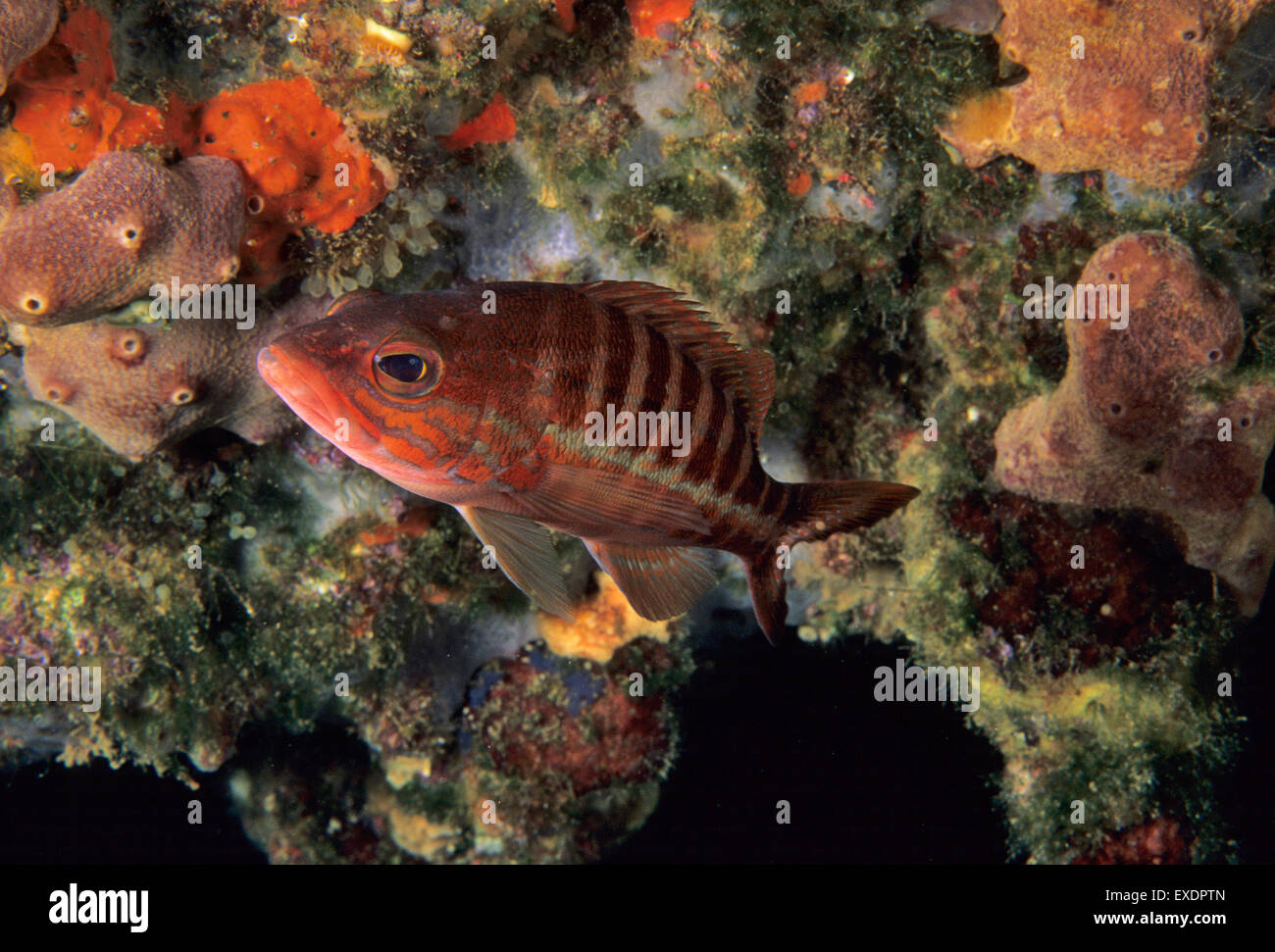 Comber fish, Serranus cabrilla, Serranidae, Putzu Idu, Sardinia, Italy ...