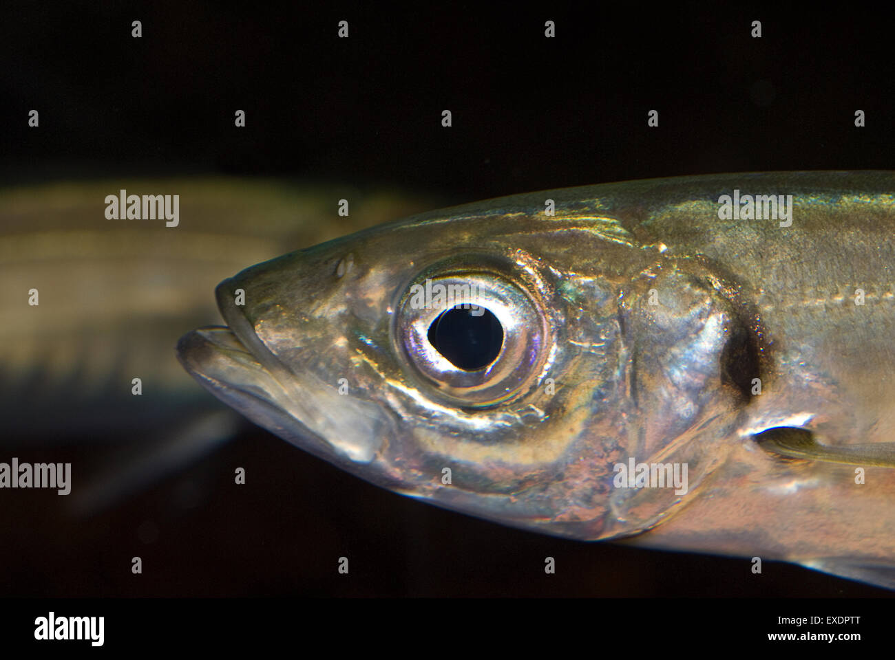 Trachurus hi-res stock photography and images - Alamy