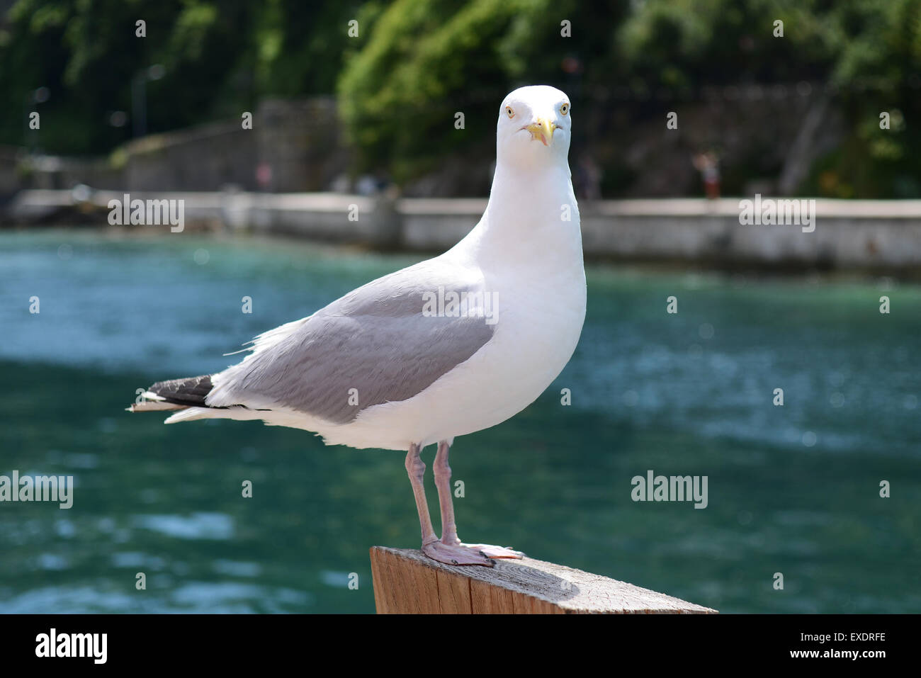 Common seagull fishing hi-res stock photography and images - Alamy