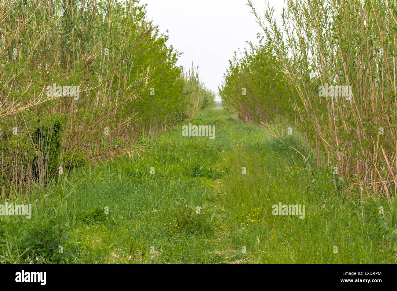Carrizo cane hi-res stock photography and images - Alamy