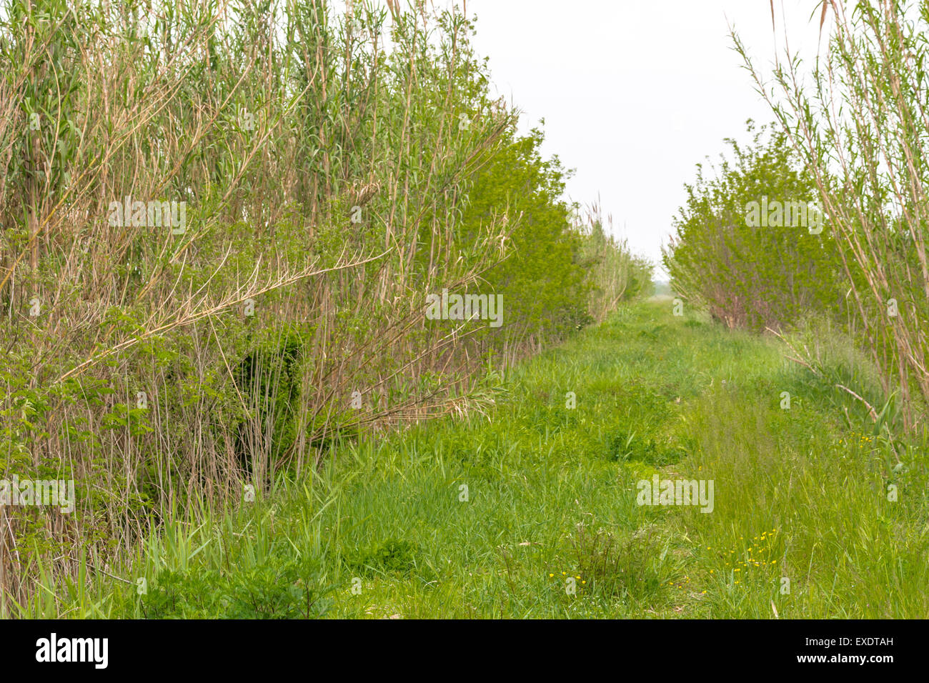 Carrizo cane hi-res stock photography and images - Alamy