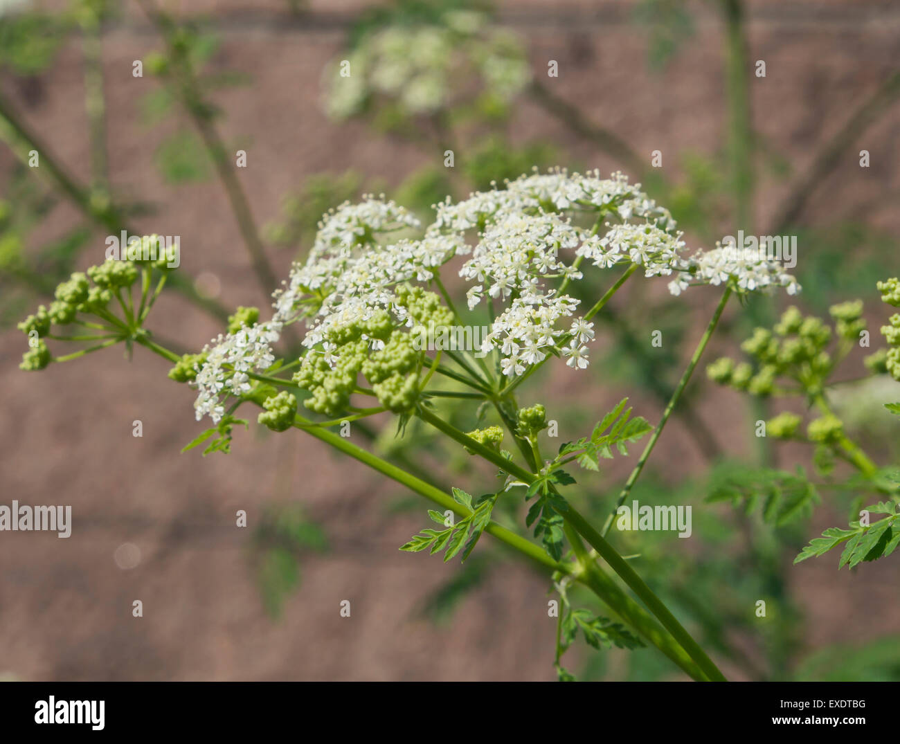 Conium maculatum, poison hemlock, close up of in the botanical garden ...