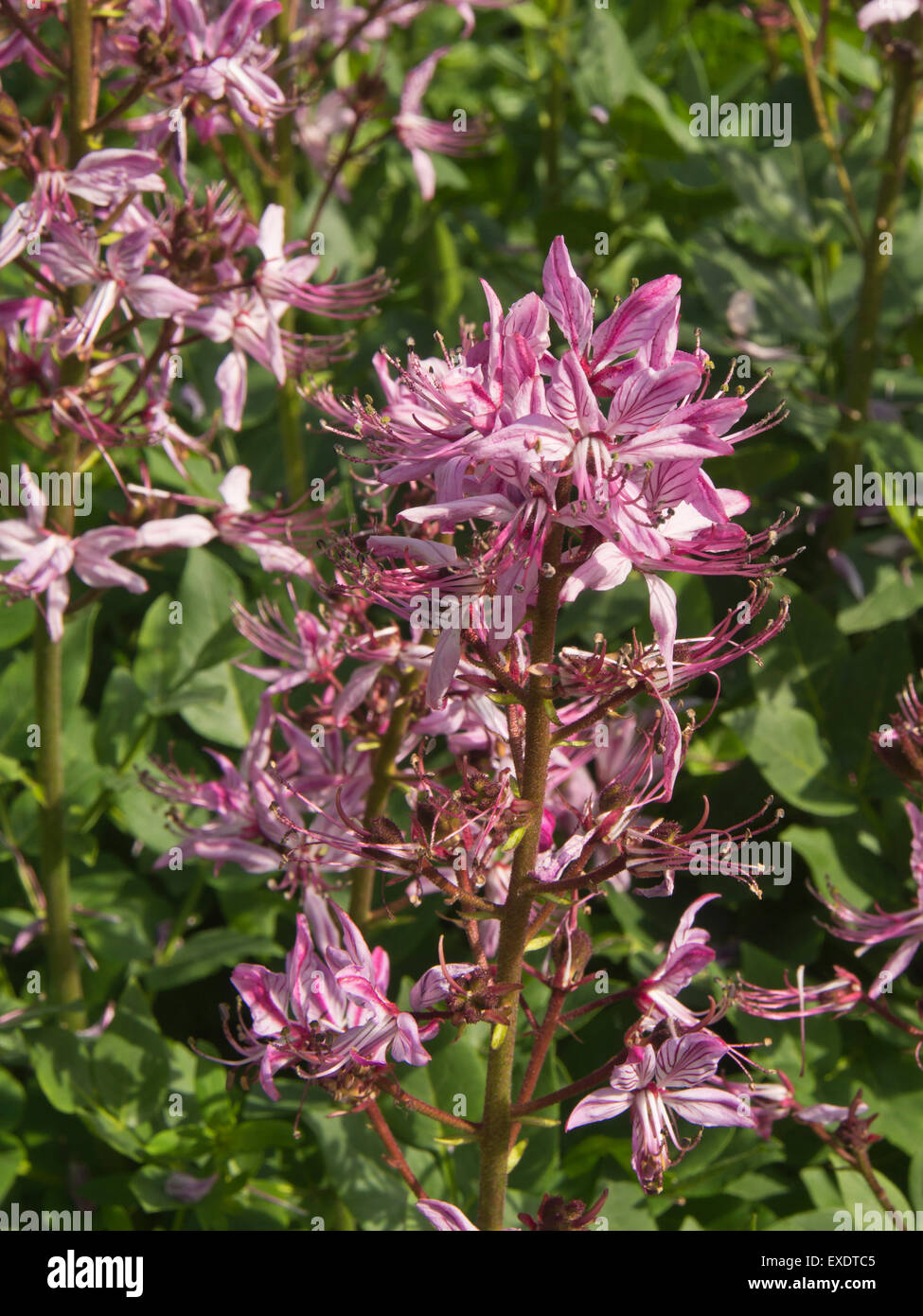 Dittany hi-res stock photography and images - Alamy