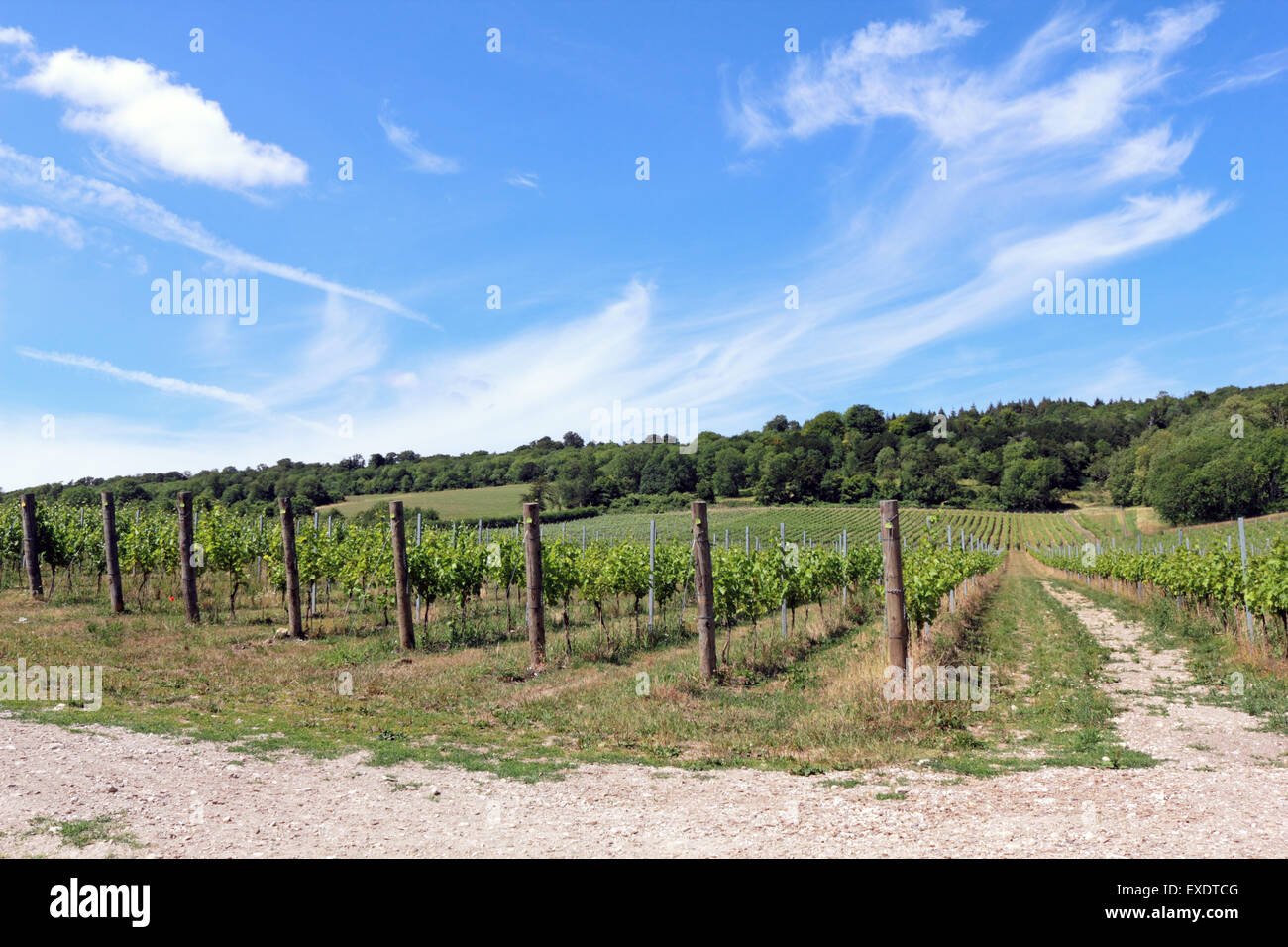 Vineyard on the chalk slopes of the North Downs at Albury Surrey ...