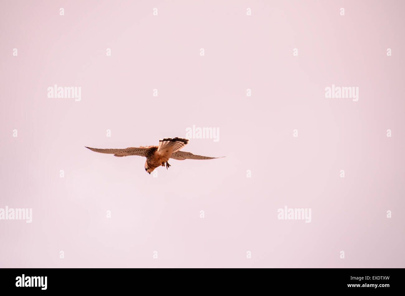 Common Kestrel Hawk Bird Stock Photo - Alamy