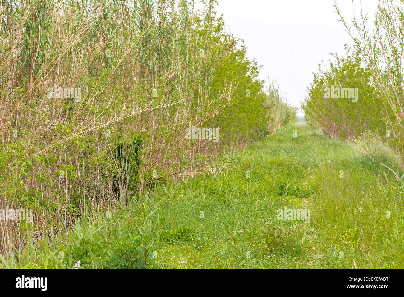 Carrizo Cane High Resolution Stock Photography and Images - Alamy