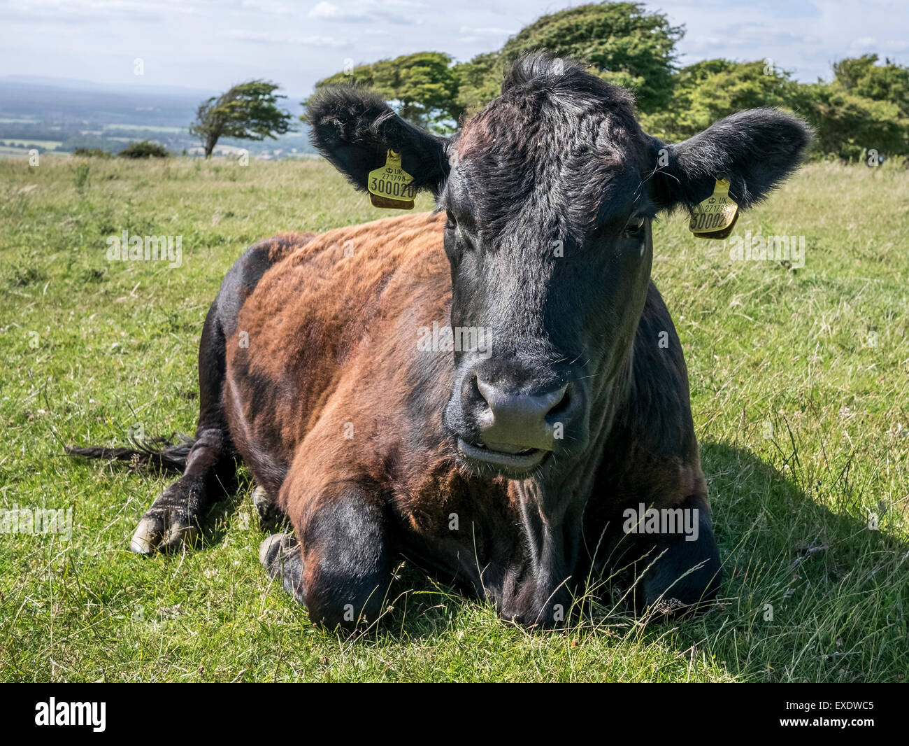 Bellowing cow hi-res stock photography and images - Alamy