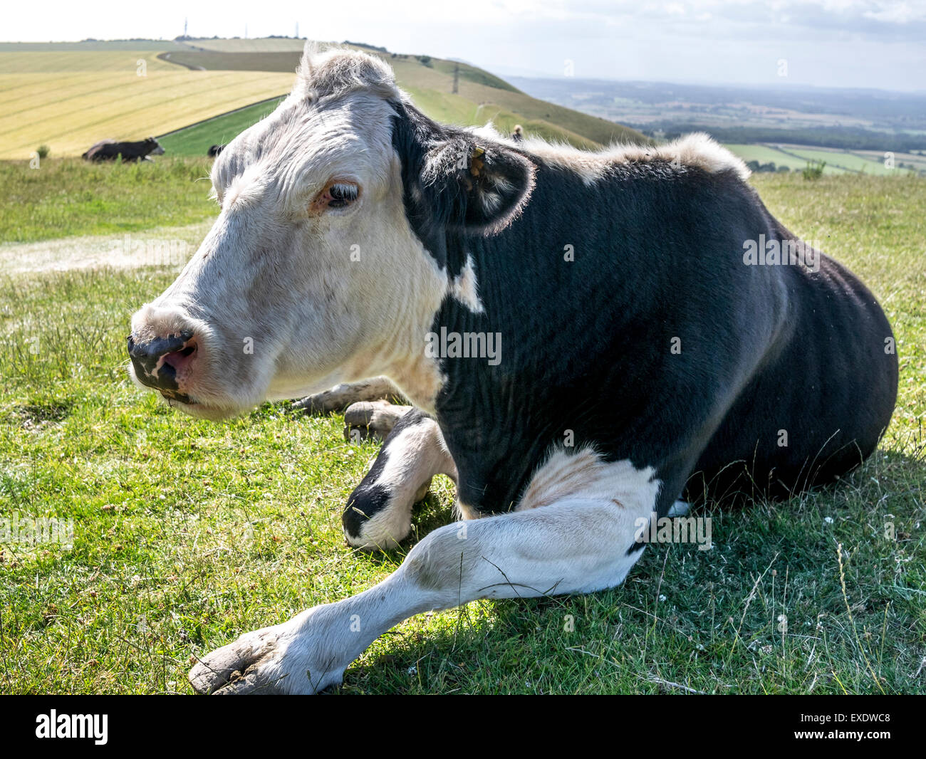 Cow Lying Down High Resolution Stock Photography and Images - Alamy