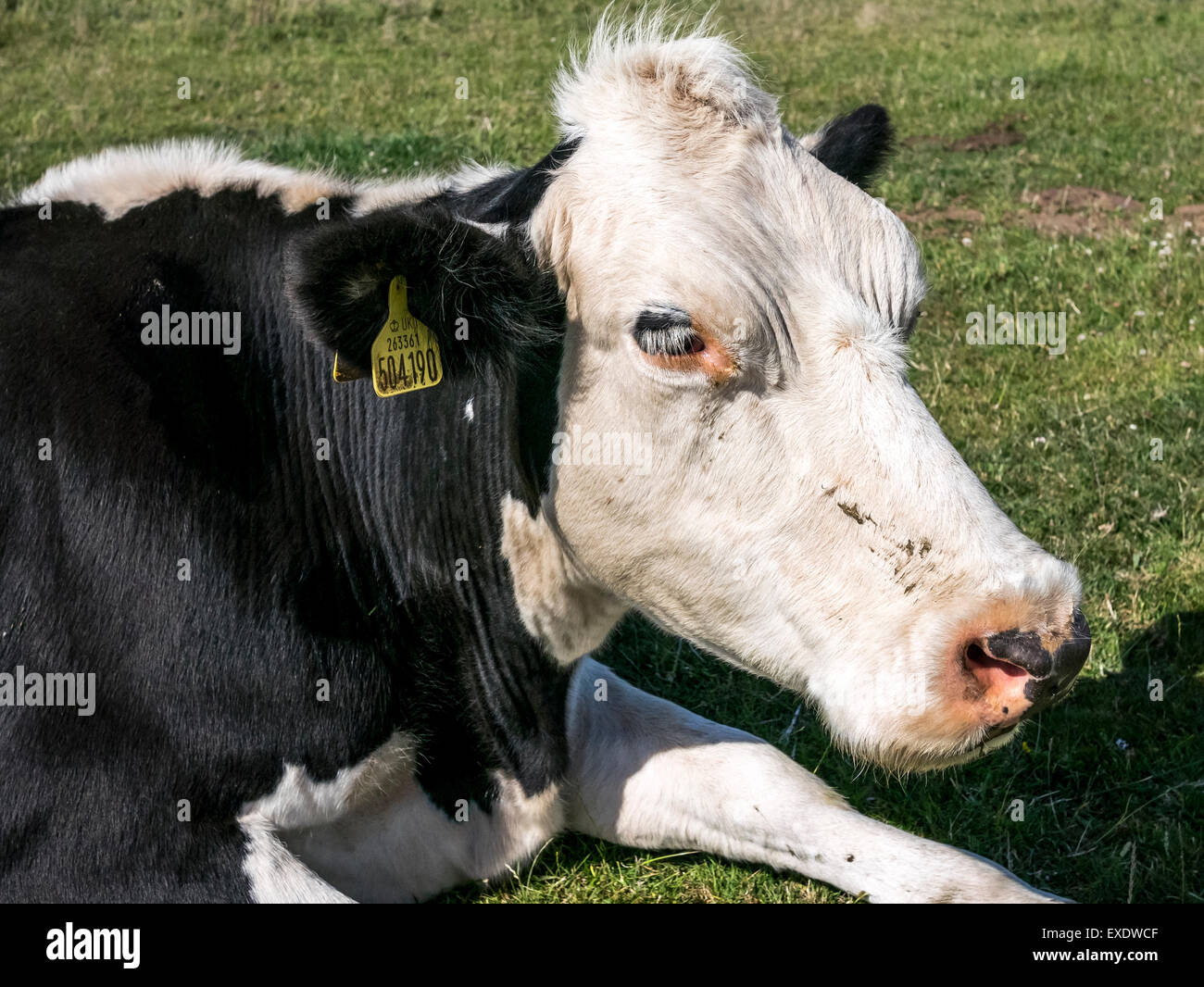 Bellowing cow hi-res stock photography and images - Alamy