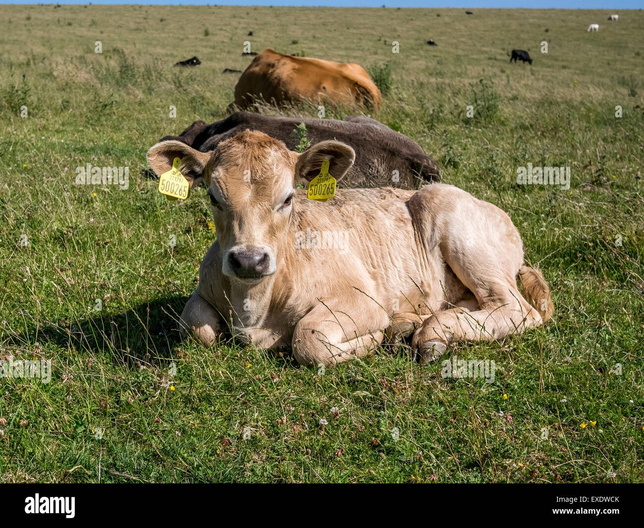 Bellowing cow hi-res stock photography and images - Alamy