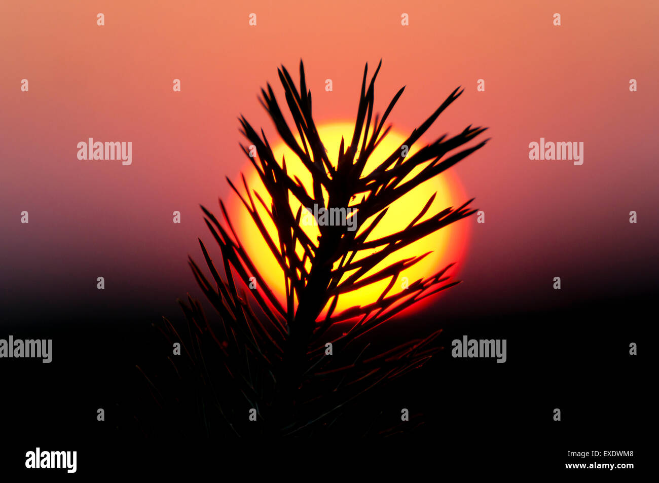 Colorful conifer hi-res stock photography and images - Alamy