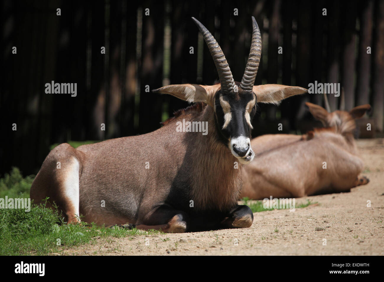 Roan antelope (Hippotragus equinus) at Liberec Zoo in North Bohemia ...