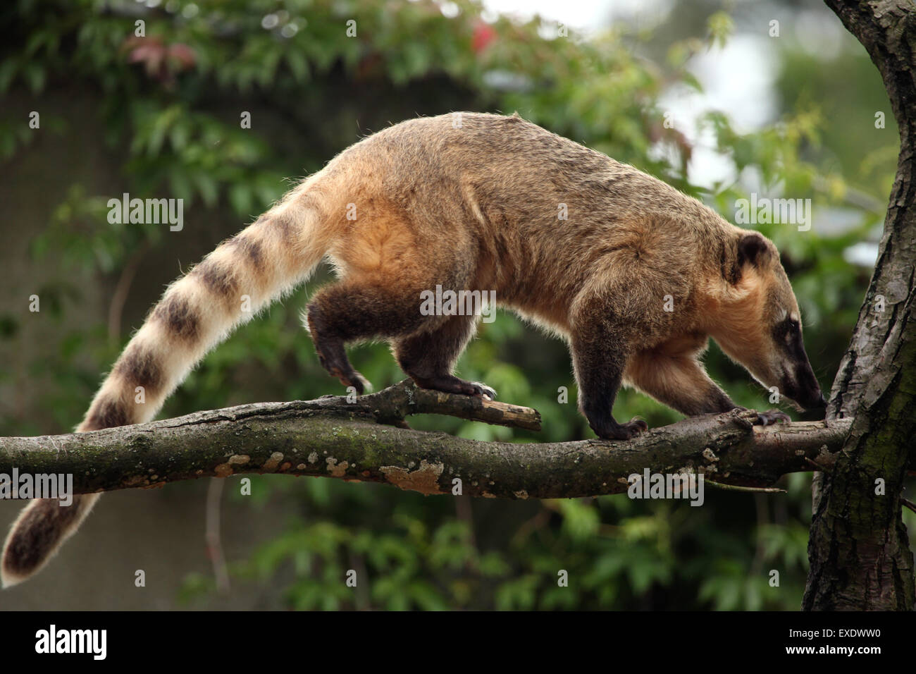 Ring Tailed Coati