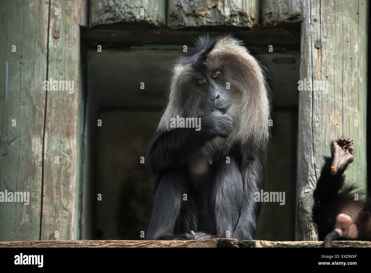 Lion-tailed macaque (Macaca silenus), also known as the wanderoo at ...