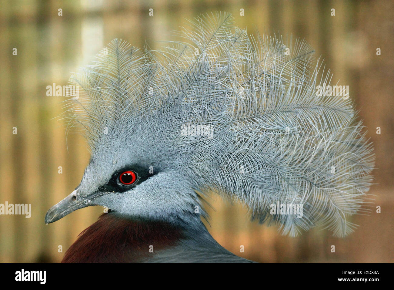 Southern crowned pigeon (Goura scheepmakeri) at Liberec Zoo in North ...