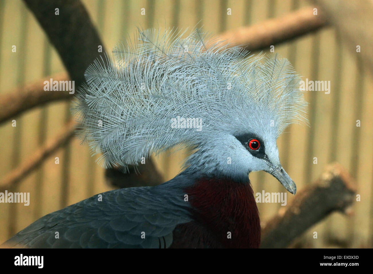 Southern crowned pigeon (Goura scheepmakeri) at Liberec Zoo in North ...