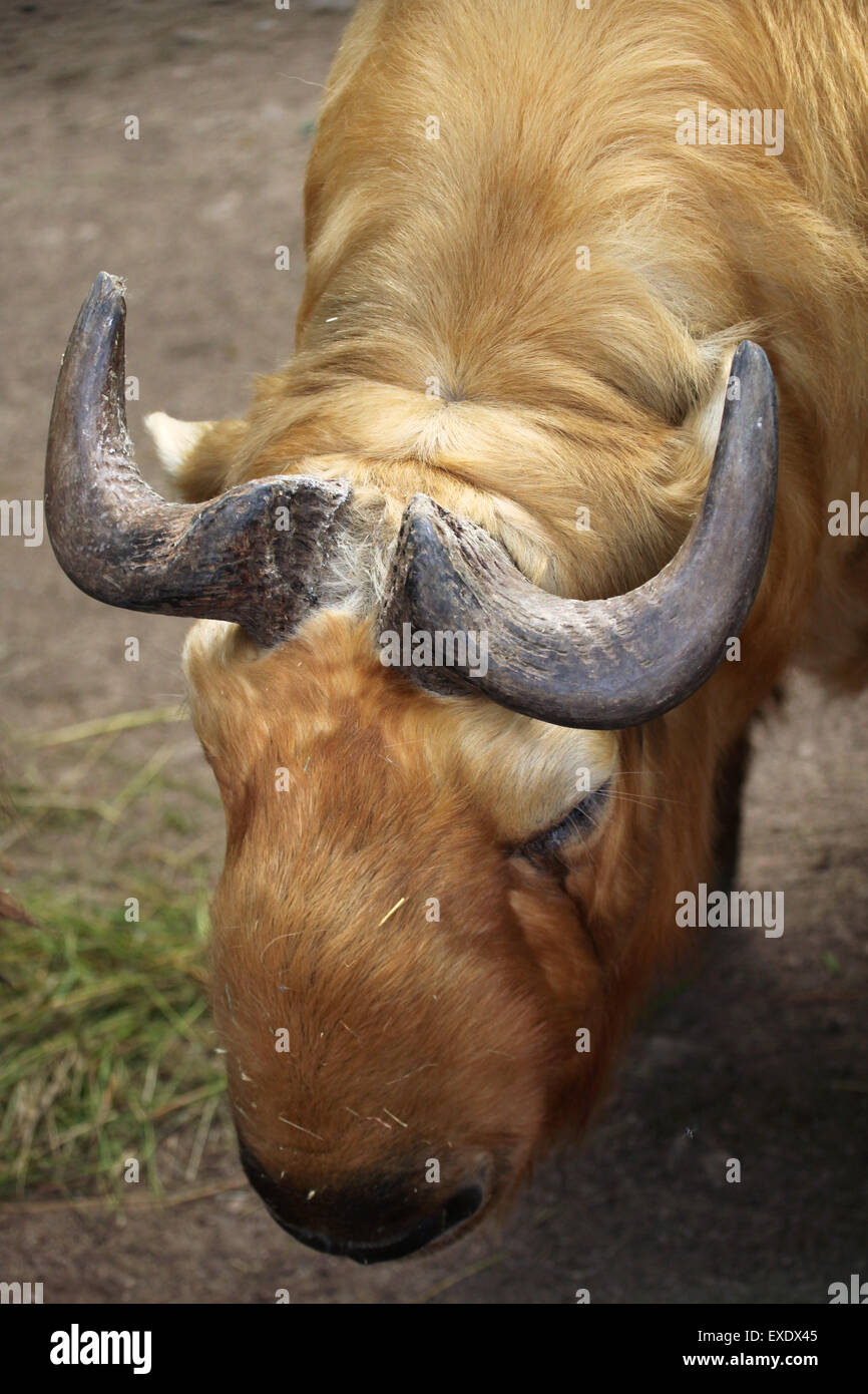 Golden takin (Budorcas taxicolor bedfordi) at Liberec Zoo in North ...