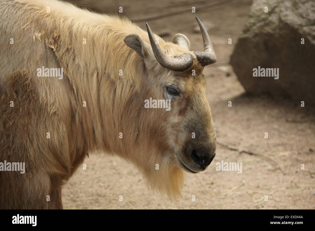Golden takin (Budorcas taxicolor bedfordi) at Liberec Zoo in North ...