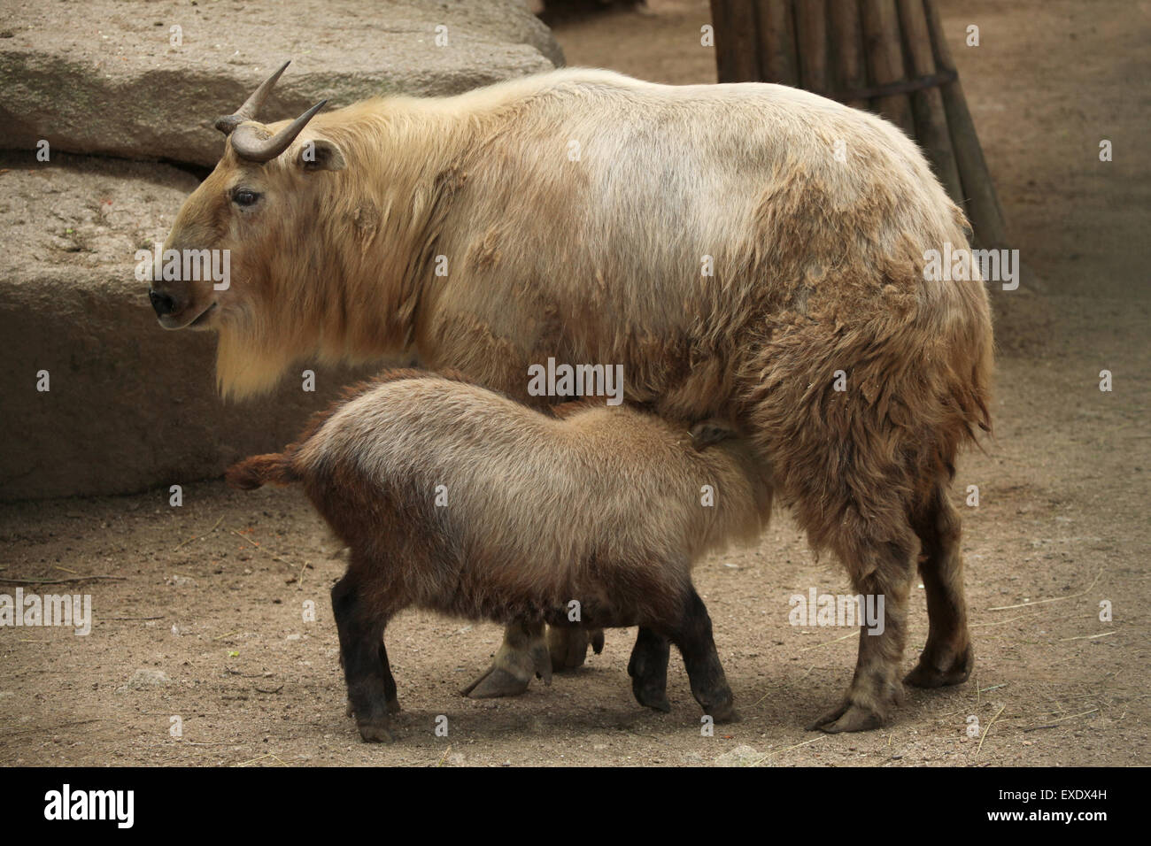 Golden takin (Budorcas taxicolor bedfordi) feeding its calf at Liberec ...