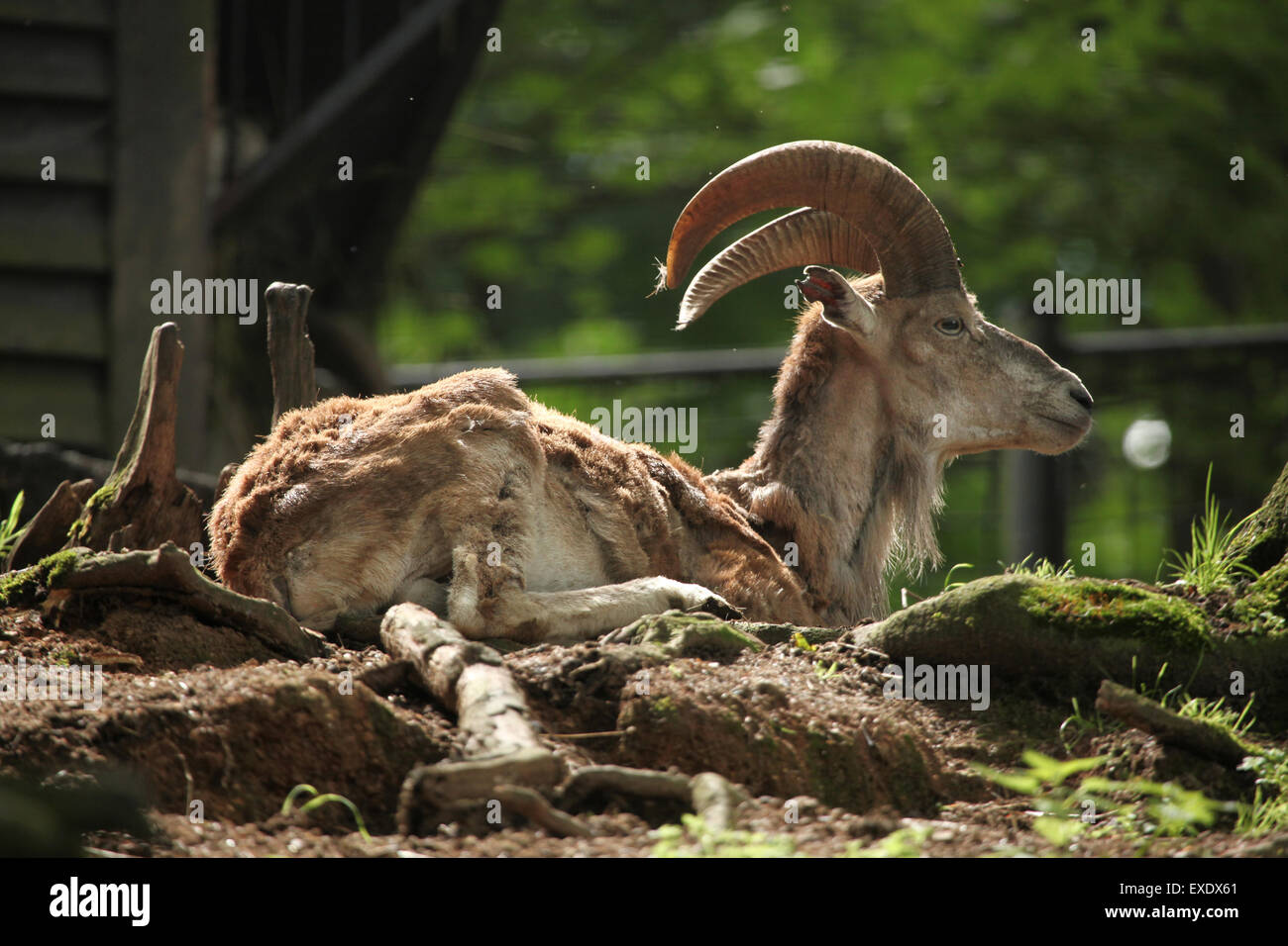 Urial sheep hi-res stock photography and images - Alamy