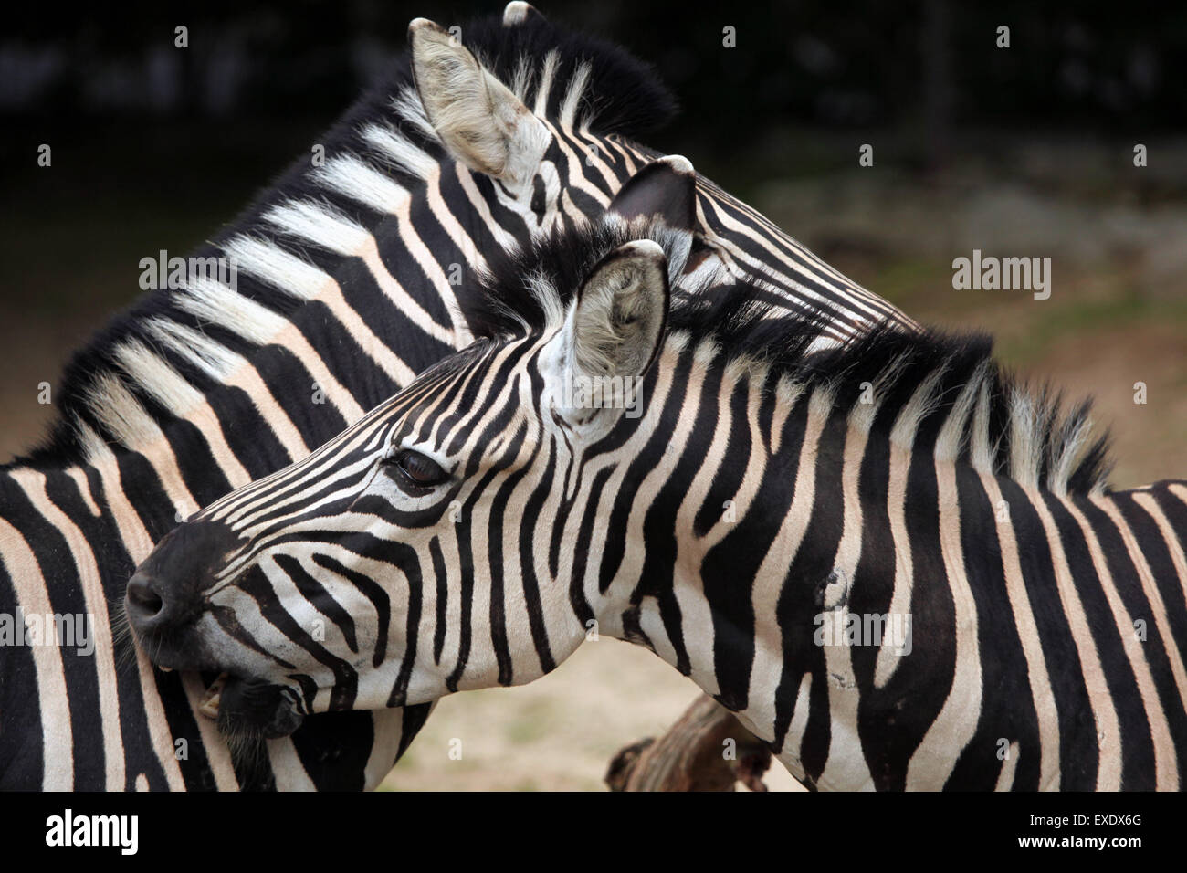 Chapman's zebra (Equus quagga chapmani) at Liberec Zoo in North Bohemia ...