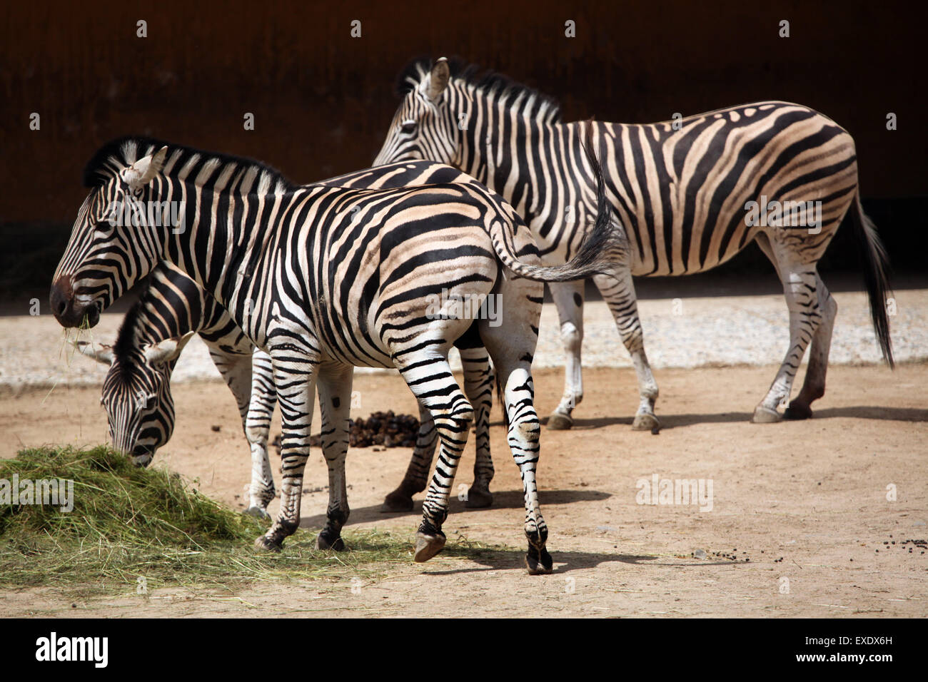Chapman's zebra (Equus quagga chapmani) at Liberec Zoo in North Bohemia ...
