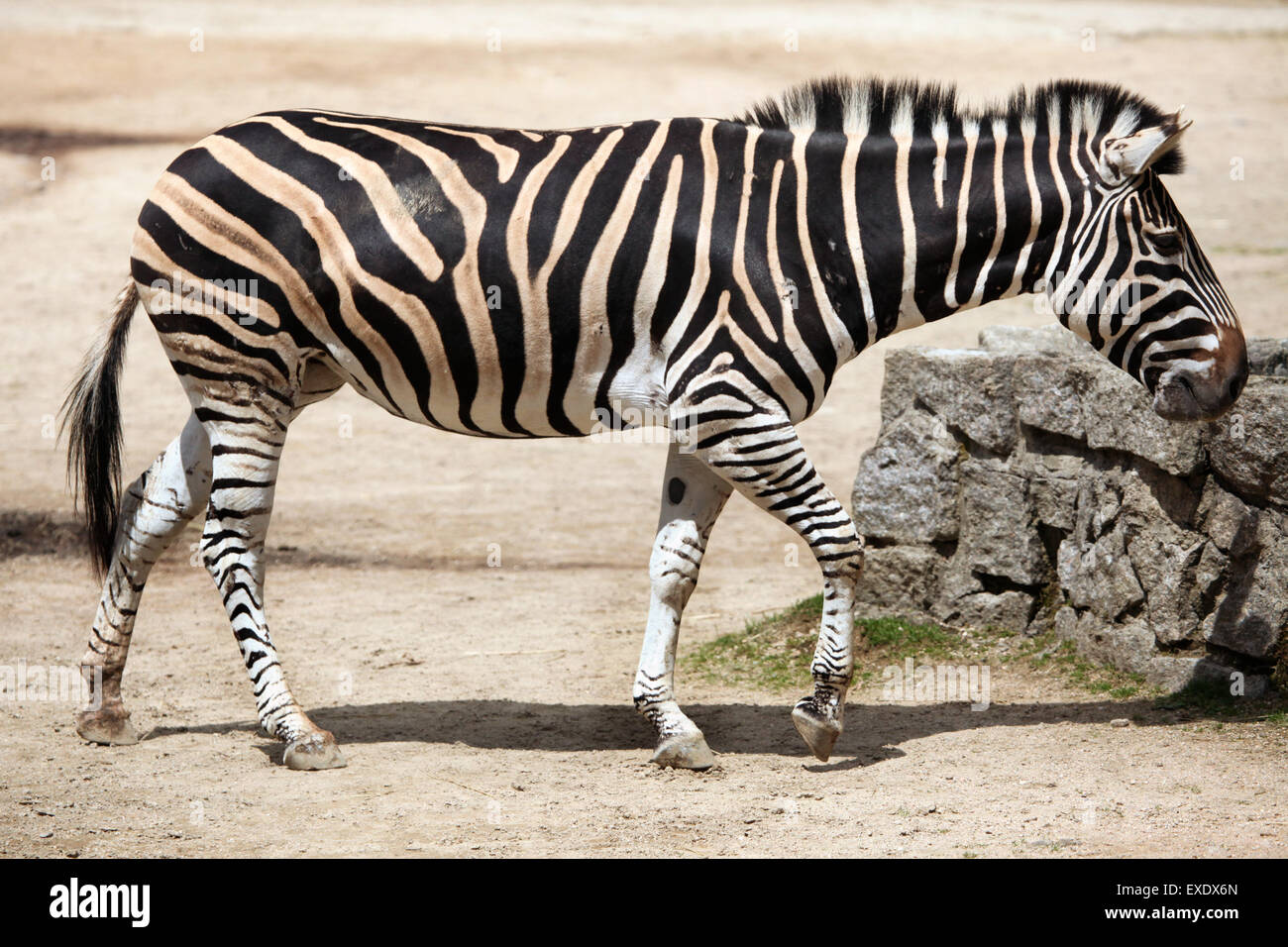 Chapman's zebra (Equus quagga chapmani) at Liberec Zoo in North Bohemia ...