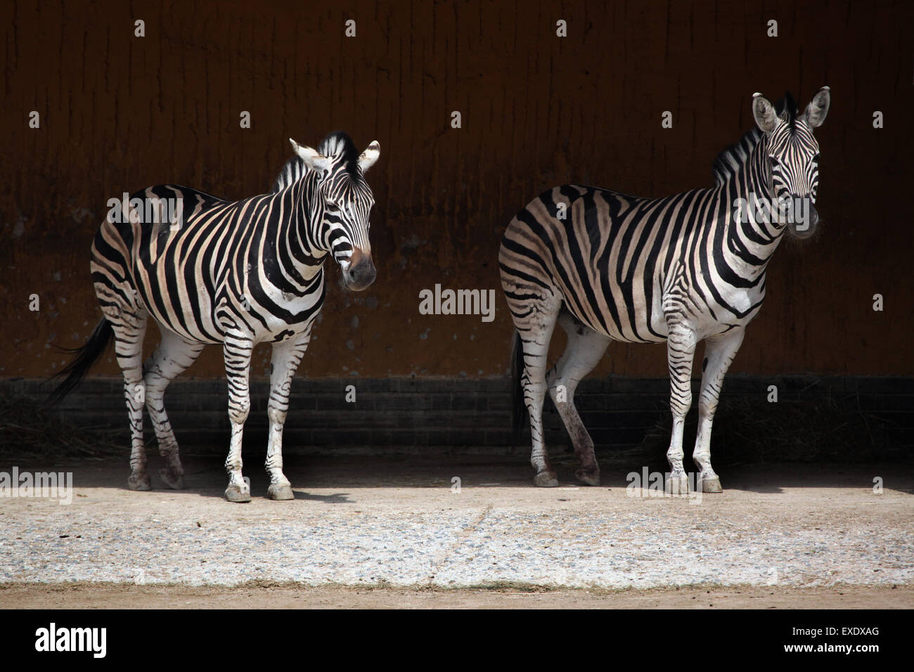 Chapman's zebra (Equus quagga chapmani) at Liberec Zoo in North Bohemia ...