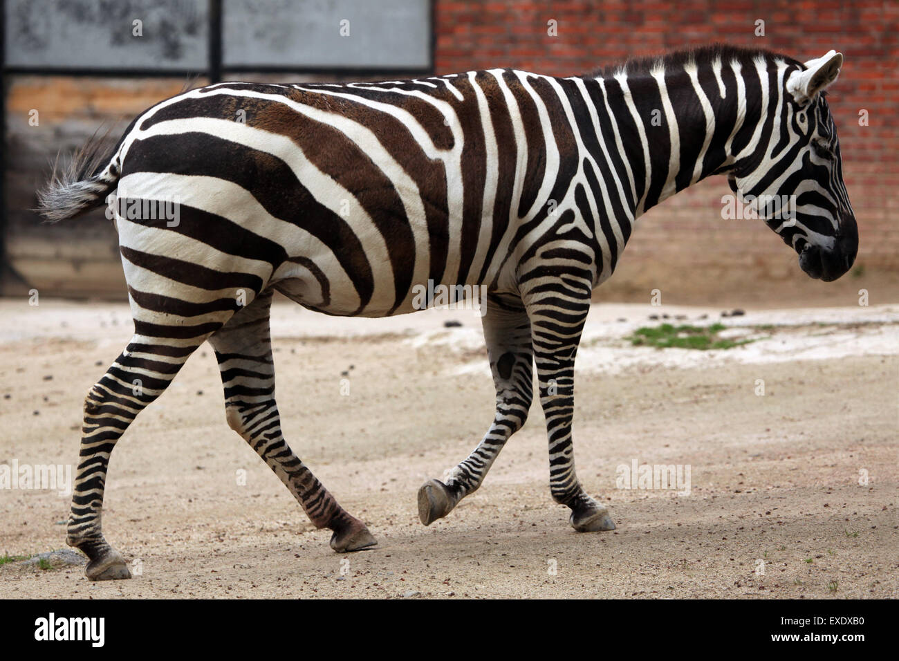 Maneless zebra (Equus quagga borensis) at Liberec Zoo in North Bohemia ...