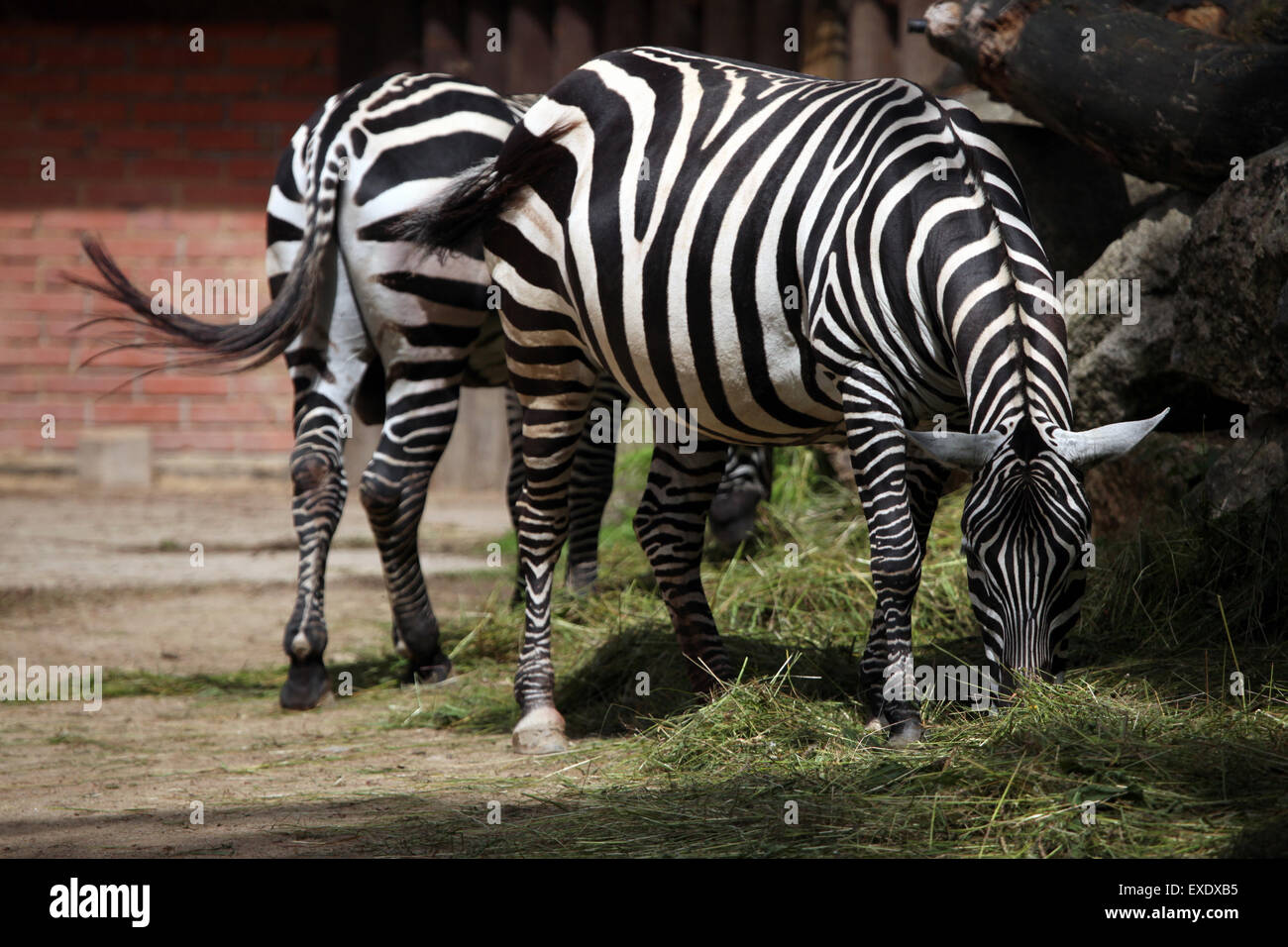 Maneless zebra (Equus quagga borensis) at Liberec Zoo in North Bohemia ...