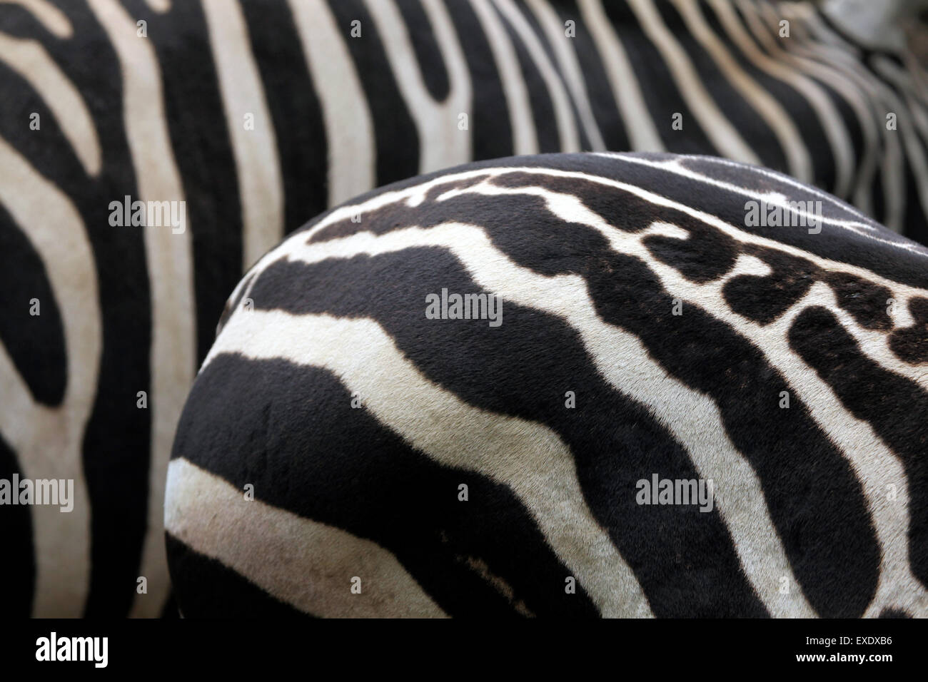 Maneless zebra (Equus quagga borensis) skin texture. Wildlife animal ...