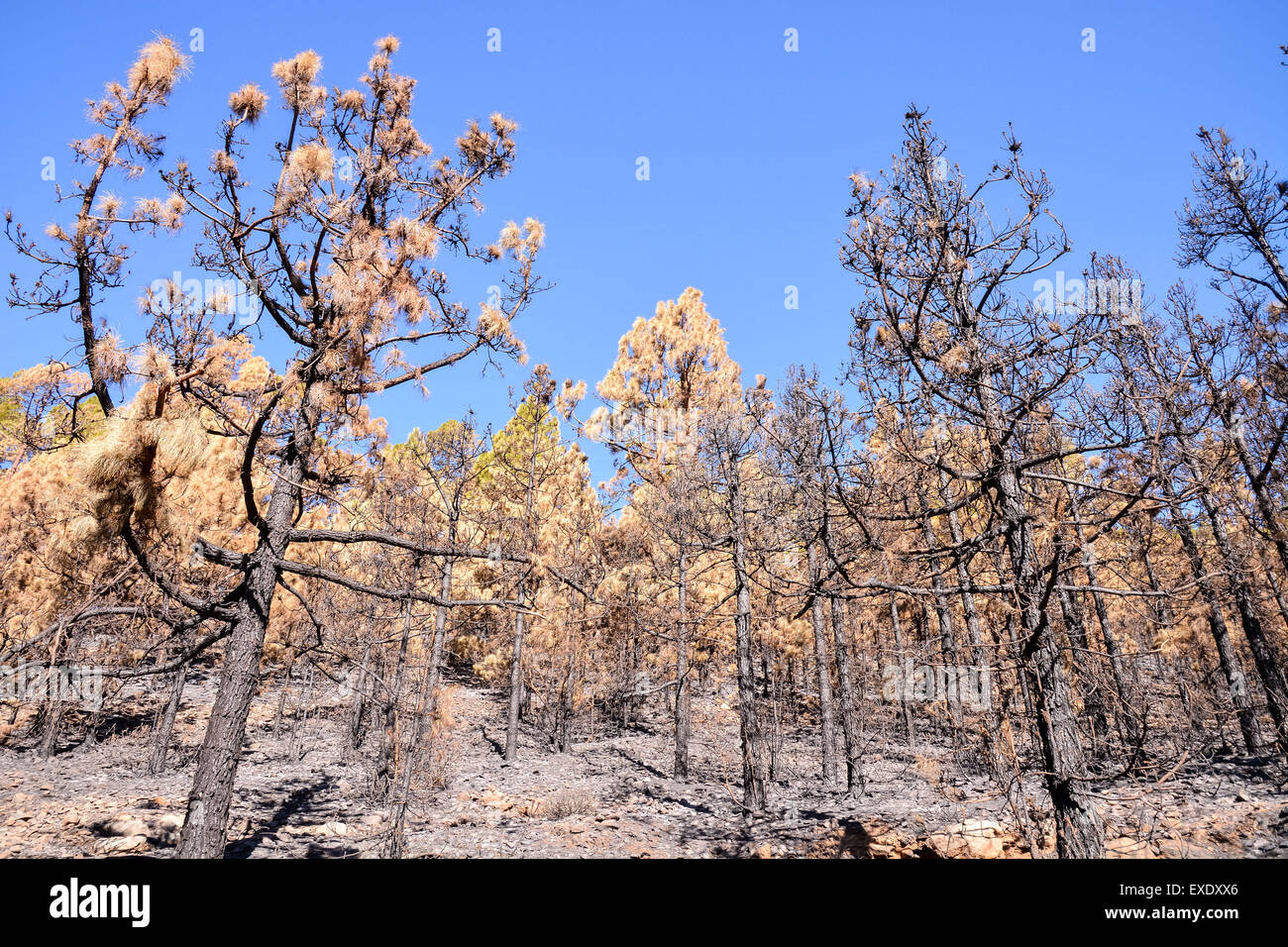 Effects of the Fire in a Forest Stock Photo - Alamy