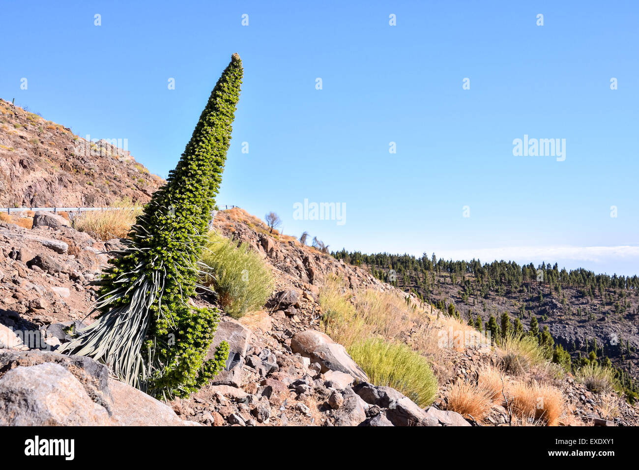 Tajinaste Flower of Tenerife Island Stock Photo - Alamy