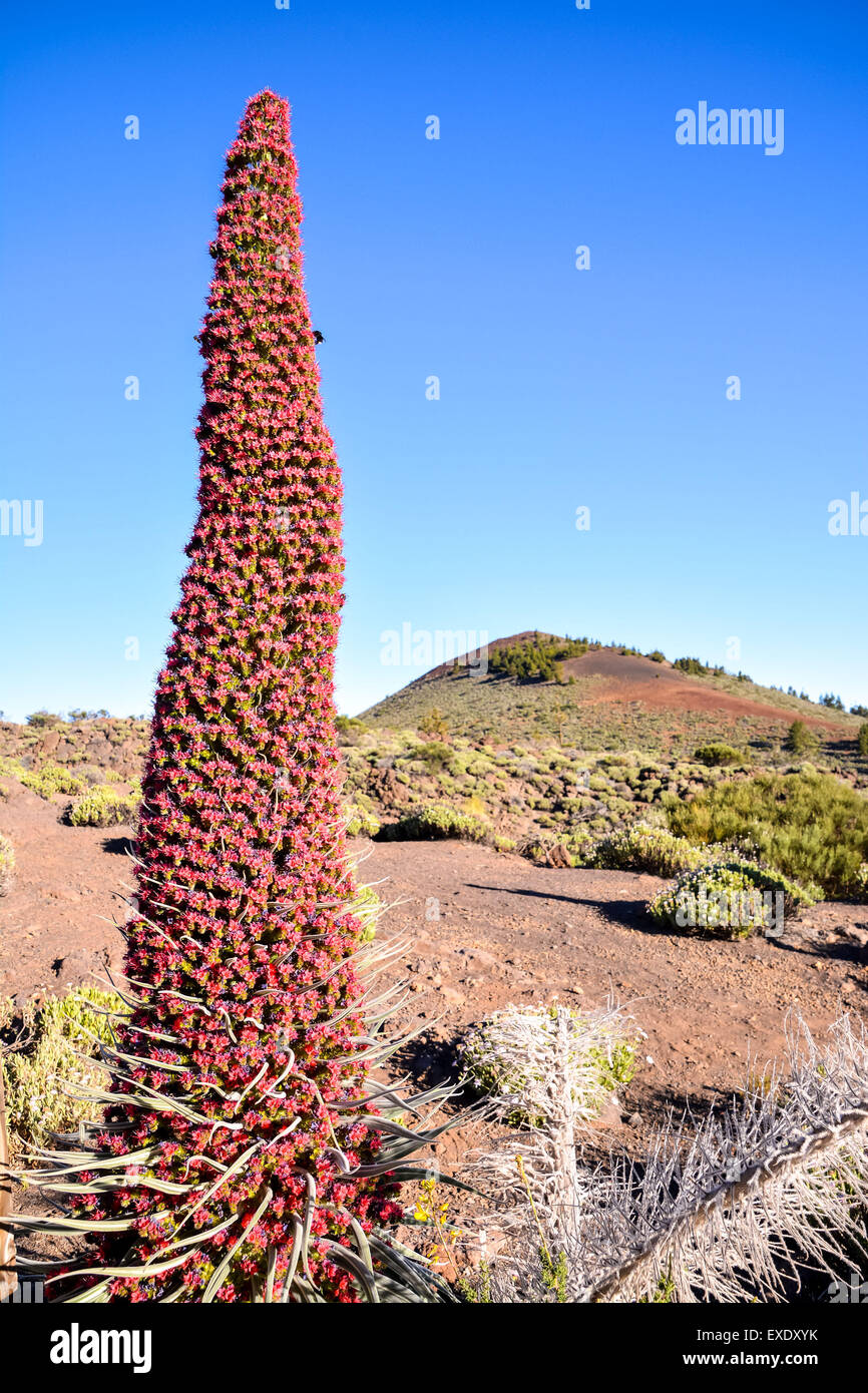 Tajinaste Flower of Tenerife Island Stock Photo - Alamy