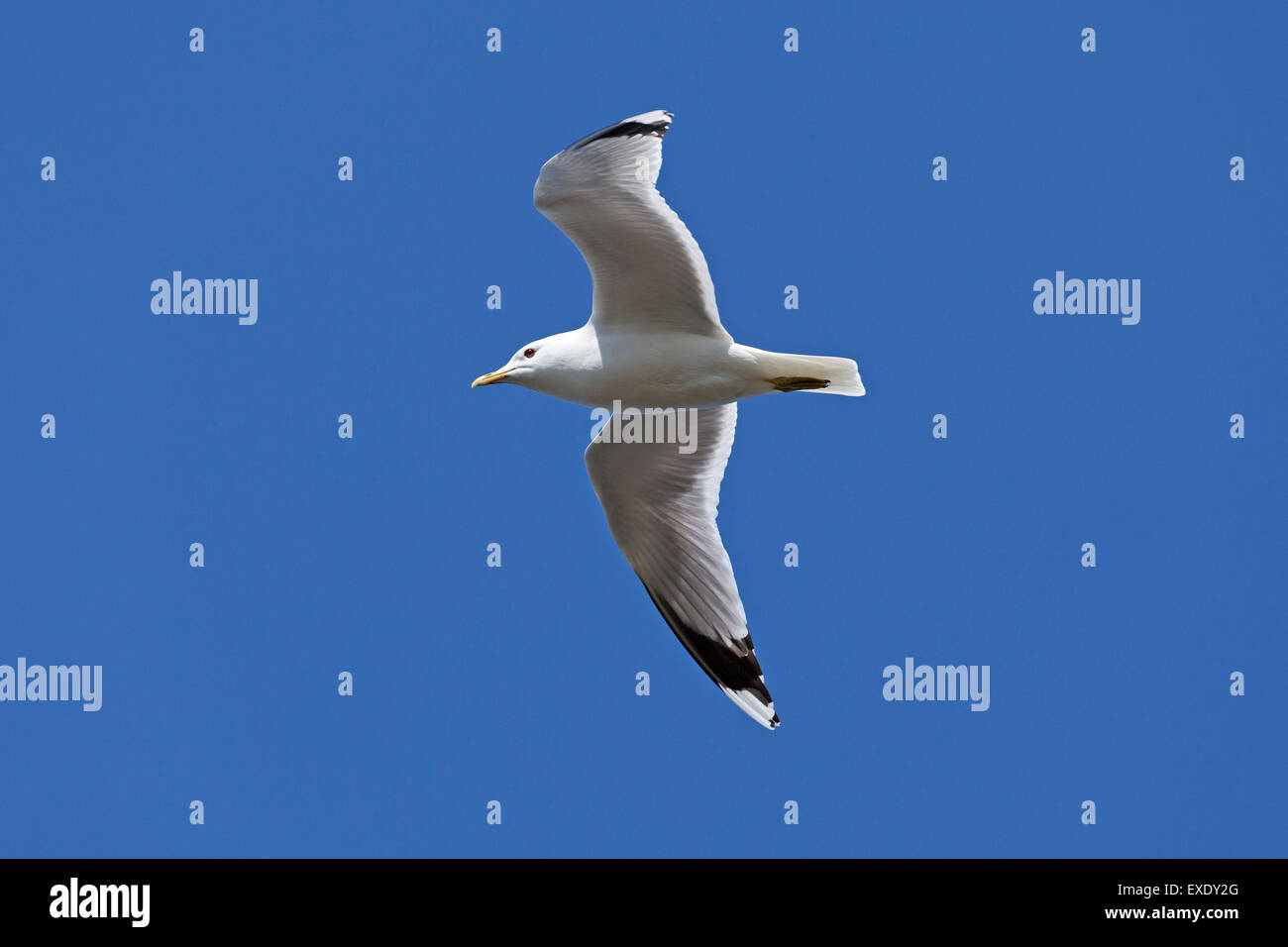 European herring gull (Larus argentatus Stock Photo - Alamy