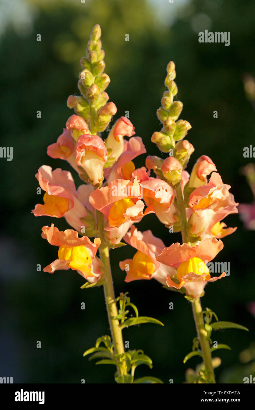 common snapdragon (Antirrhinum majus Stock Photo - Alamy
