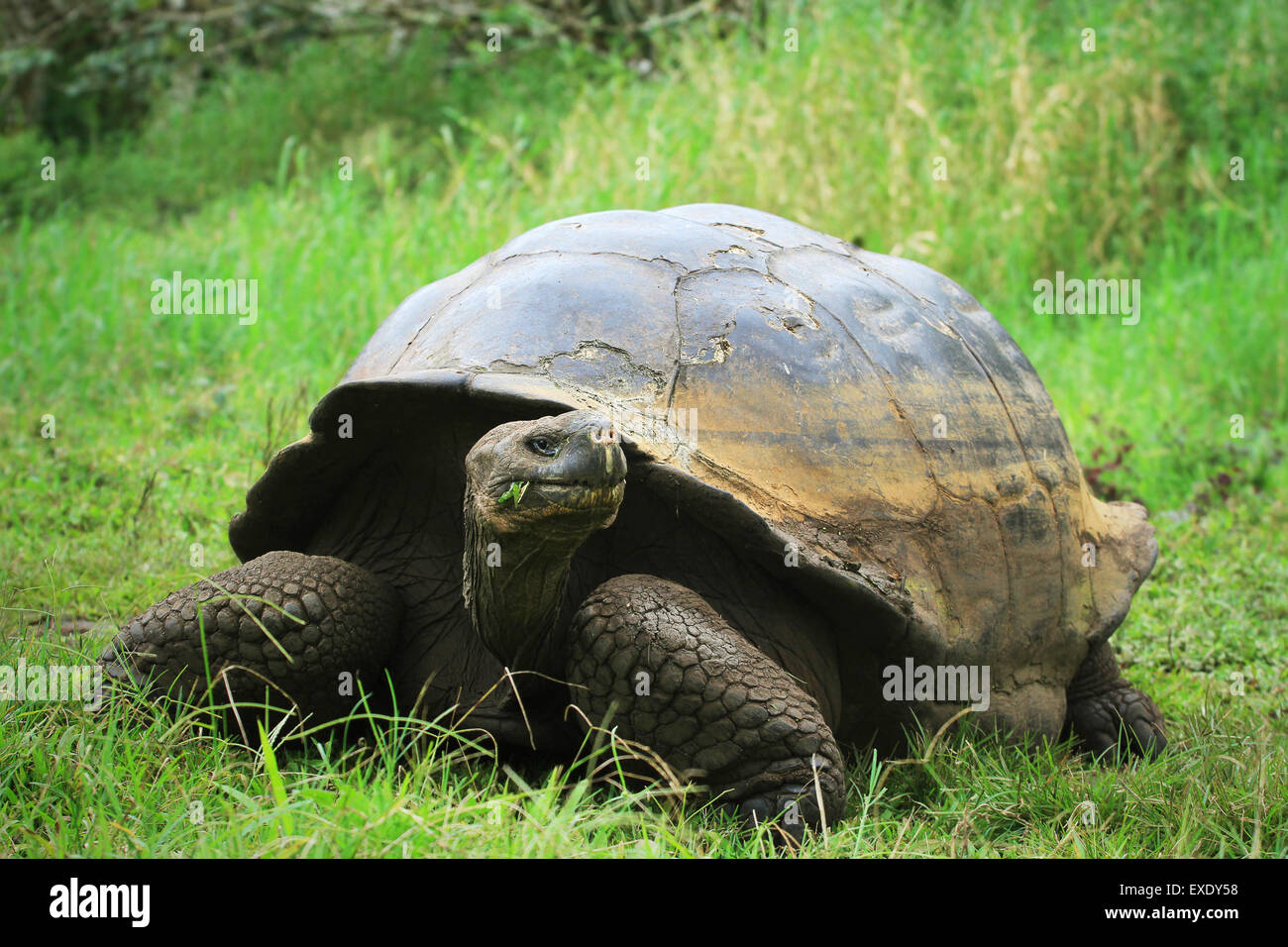 Wild Tortoise feeding Stock Photo - Alamy