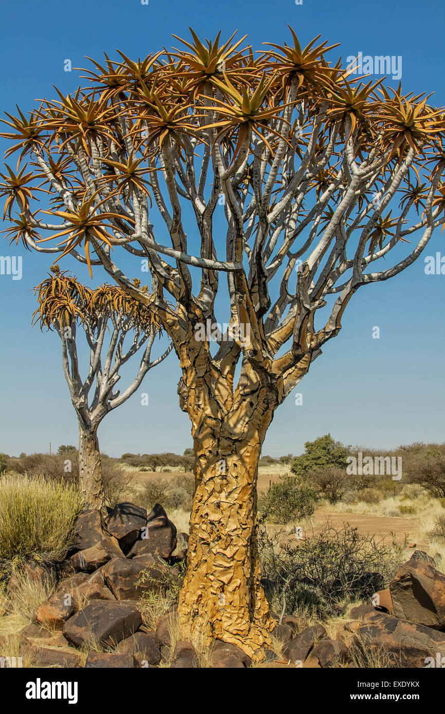 Secular plants hi-res stock photography and images - Alamy