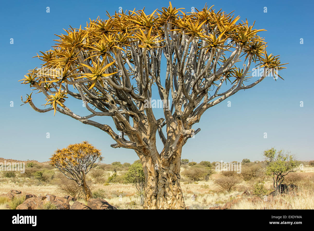 Namibia national flower hi-res stock photography and images - Alamy