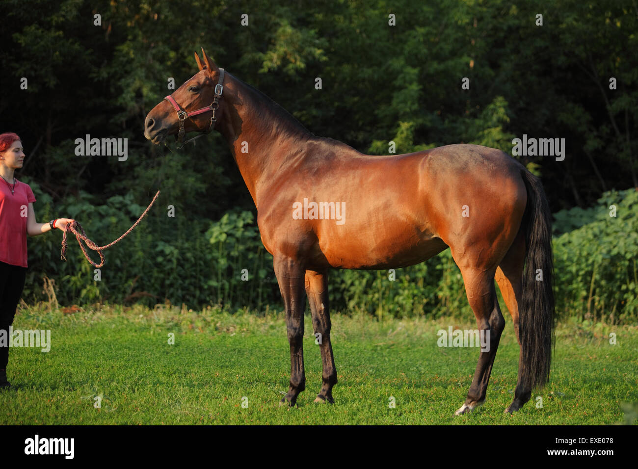 Horse breeding thoroughbred hi-res stock photography and images - Alamy
