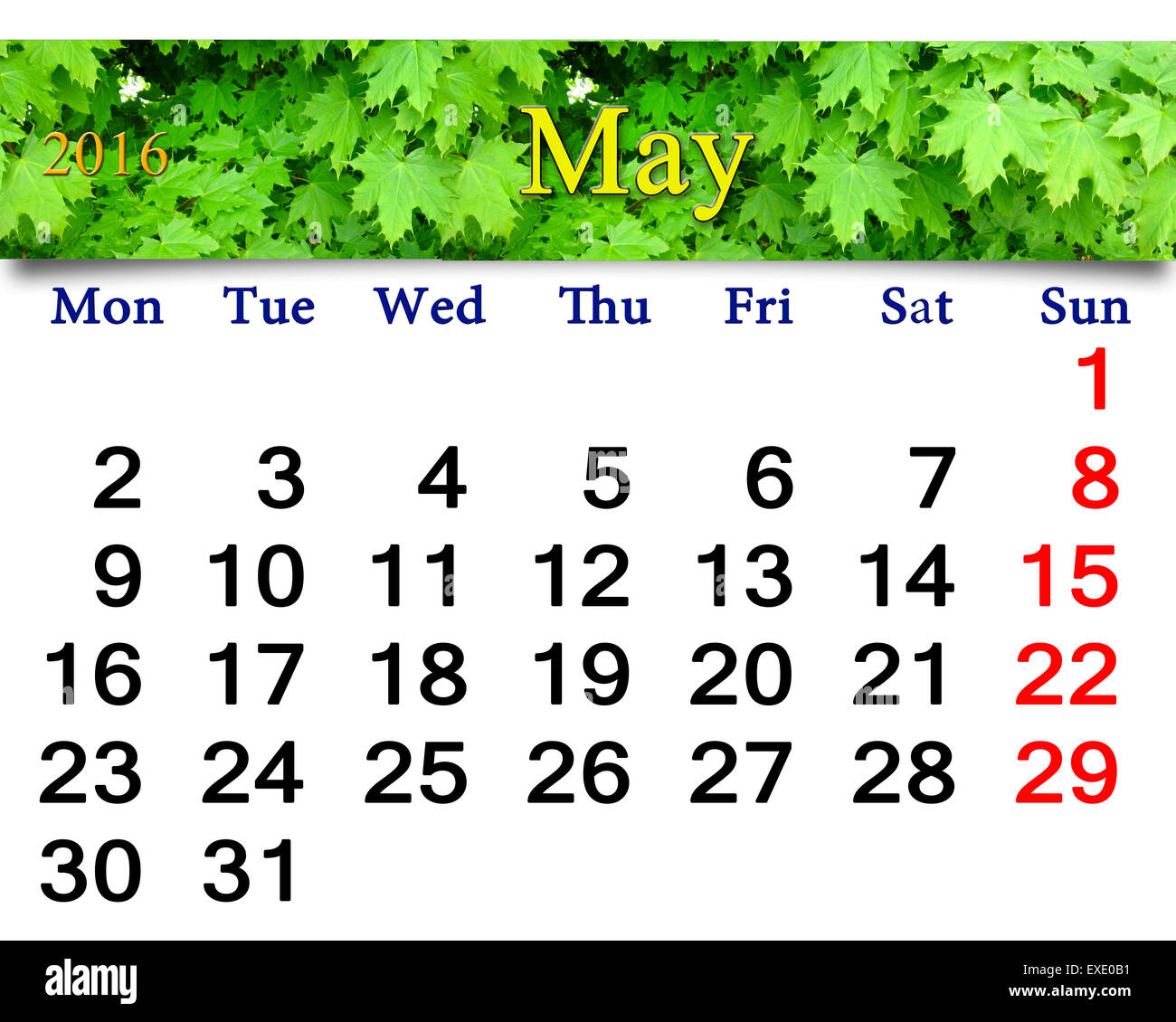 calendar for May of 2016 on the background of green maple Stock Photo ...