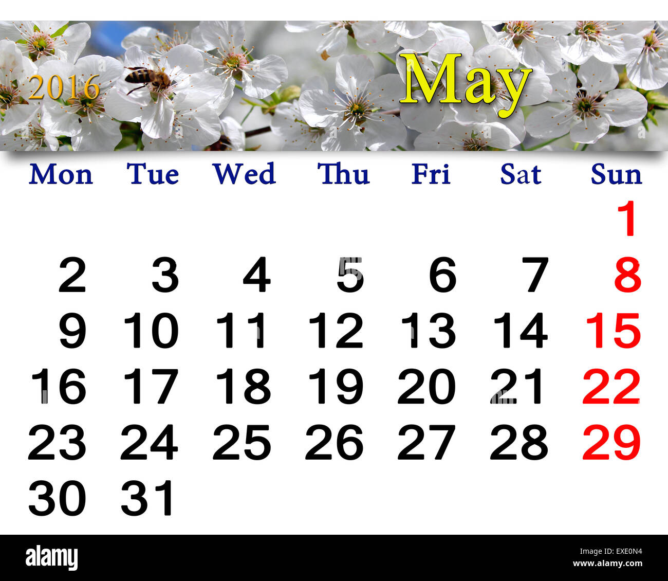 calendar for May 2016 with white blooming cherry Stock Photo - Alamy