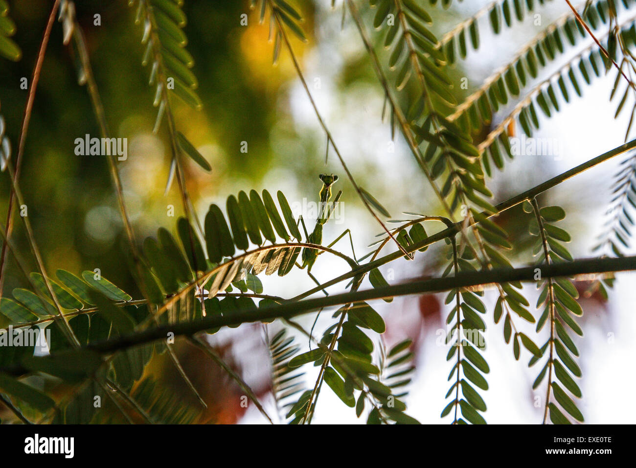 Praying mantis, a predator insect camouflaged on a tree, Botswana Stock ...